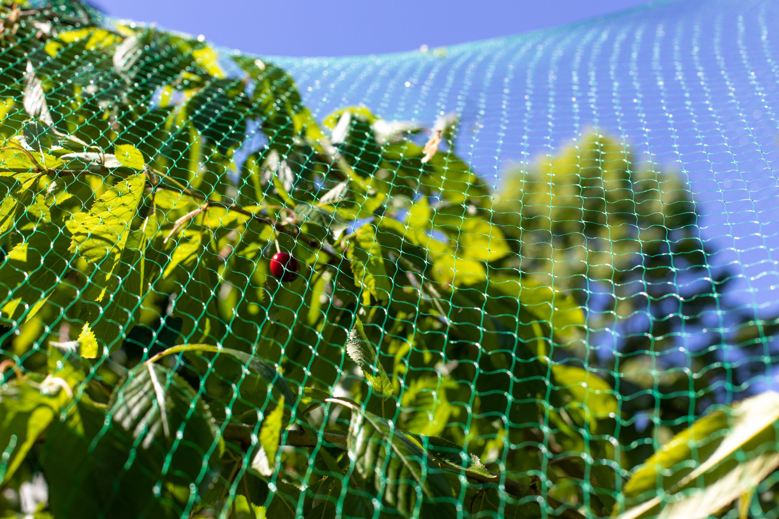 Conwed™ Garden Netting | Protect & Support Your Plants